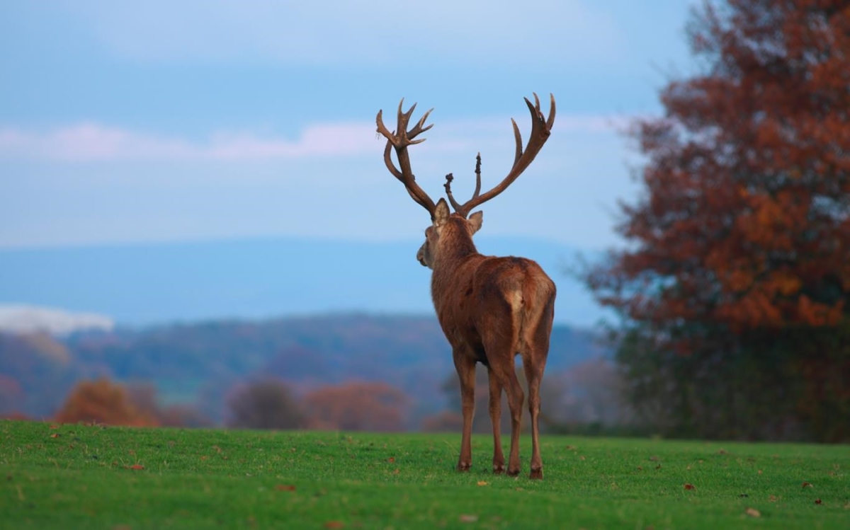 Microsoft release new Antlers and Horns wallpaper pack for Windows 10