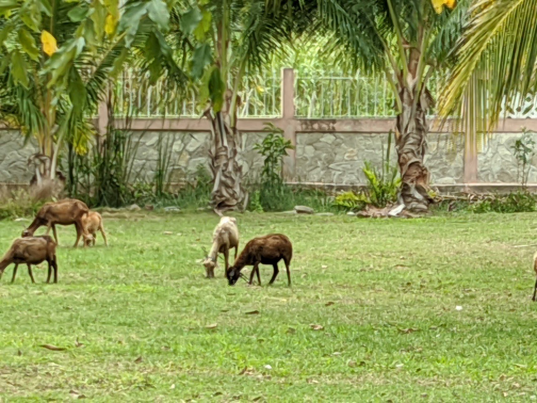 Google Pixel 4a Zoom 8X MSPoweruser